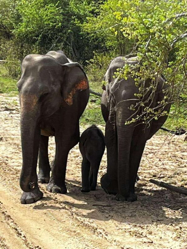 Udawalawe National Park Safari Adventure ( privet tour) - Analyzing the Cost and Value