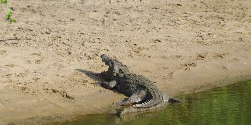 Udawalawe National Park Safari and Elephant Transit Home - Key Points: