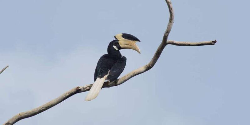 Udawalawe National Park Safari and Elephant Transit Home - The Sum Up: Why Is This Tour Worth Considering?