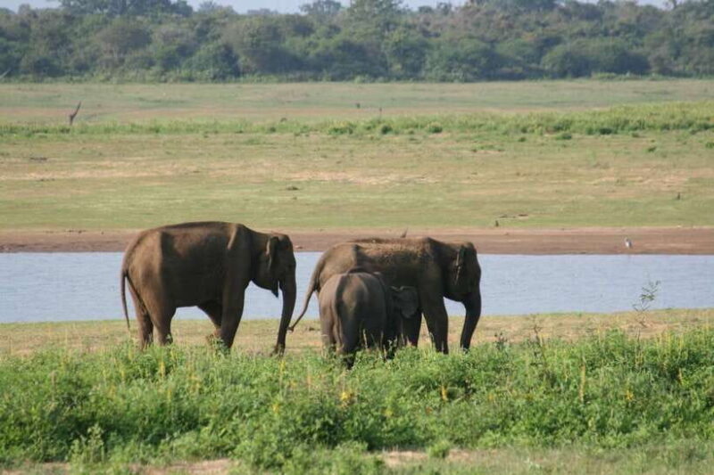 Udawalawe: National park safari & Elephant Transit Home Tour - The Itinerary: What To Expect