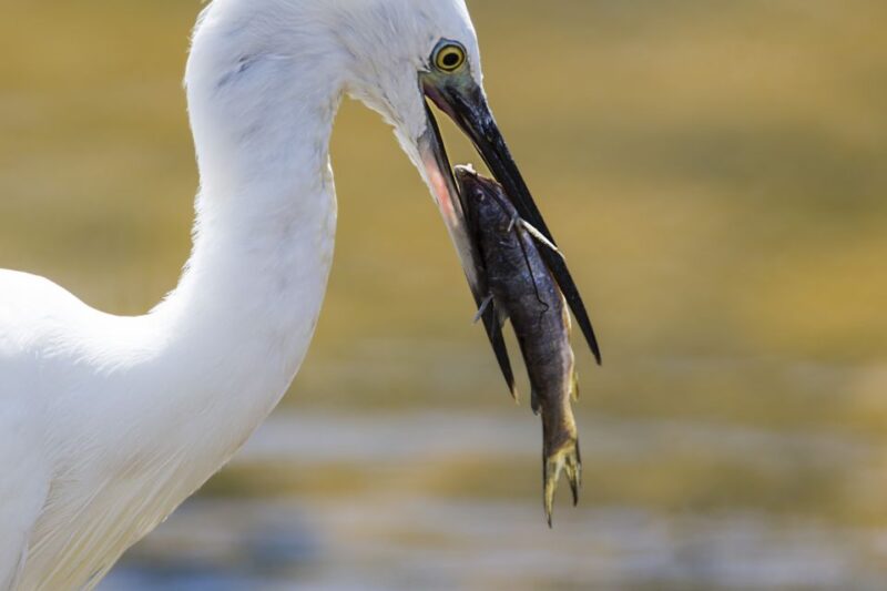 Udawalawe: National Park Safari & Elephant Transit Home Tour - What the Reviews Say