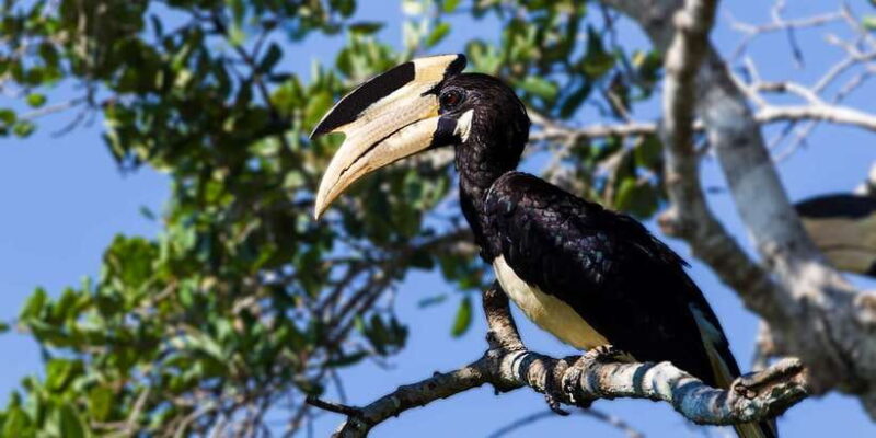 Udawalawe: National Park Safari & Elephant Transit Home Tour - Final Thoughts: Who Should Consider This Tour?