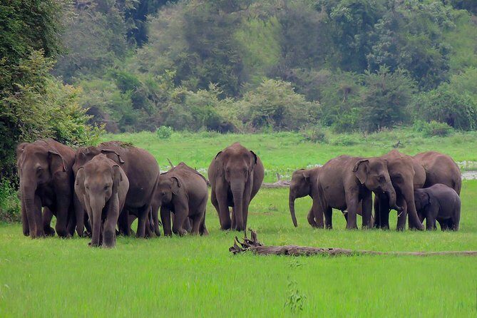 Udawalawe National Park Safari from Ahungalla - An Honest Look at the Safari Itself