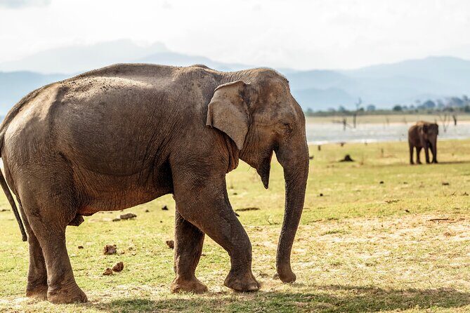 Udawalawe National Park Safari from Colombo - Additional Considerations