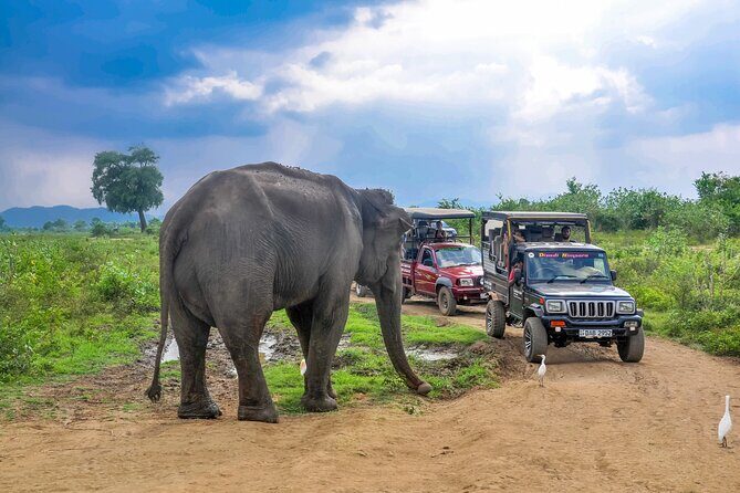 Udawalawe National Park Safari from Colombo - Final Thoughts on Value