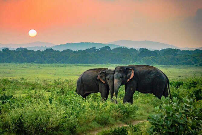 Udawalawe National Park Safari from Dikwella - The Safari Experience: What Makes It Special