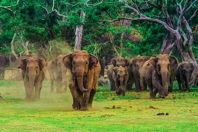 Udawalawe National Park Safari from Ella - Authentic Experiences and Traveler Insights