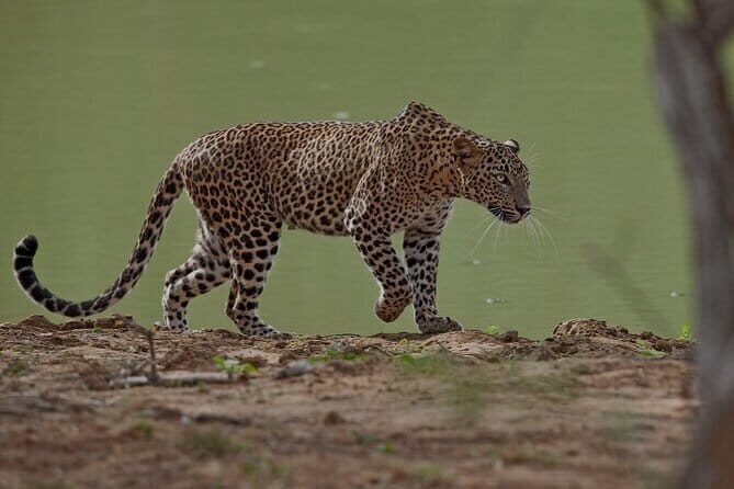 Udawalawe National Park Safari from Ella - FAQs