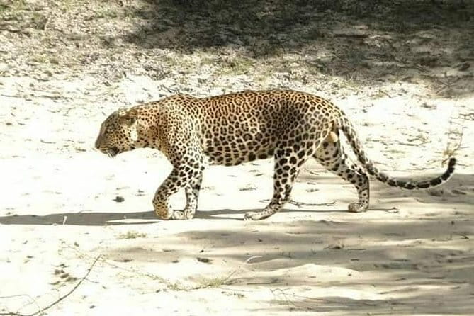 Udawalawe National Park Safari | From Ella - What Travelers Say