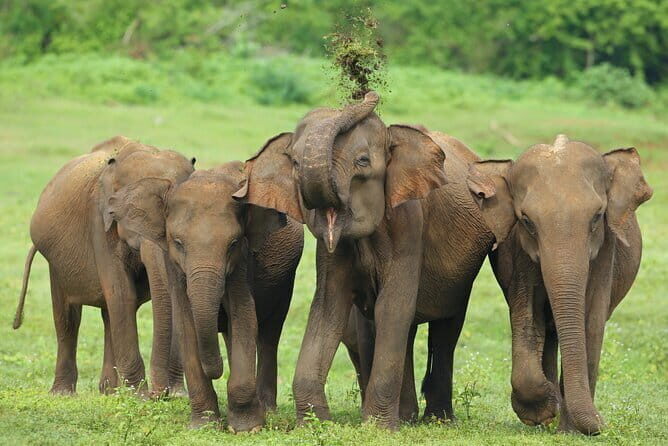 Udawalawe National Park Safari from Hambantota Seaport - Key Points
