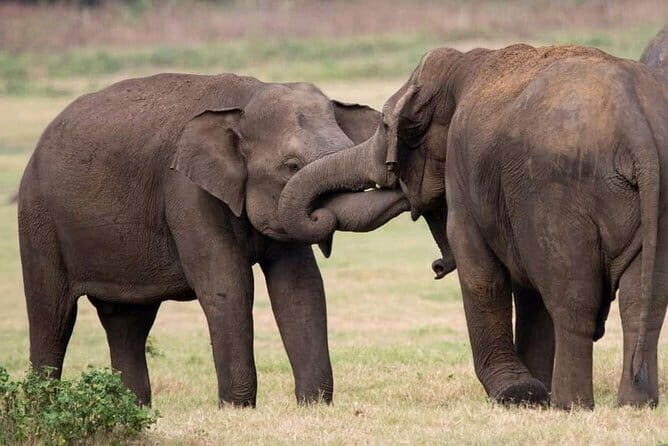 Udawalawe National Park Safari from Hambantota Seaport - Final Thoughts