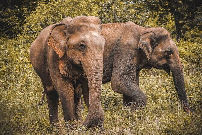 Udawalawe National Park Safari from Hambantota Seaport - FAQ: Common Questions About the Udawalawe Safari from Hambantota