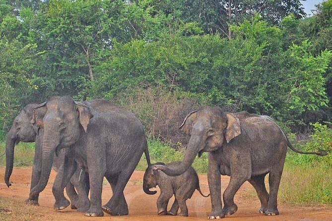 Udawalawe National Park Safari from Kalutara - Authentic Experiences and Practical Tips