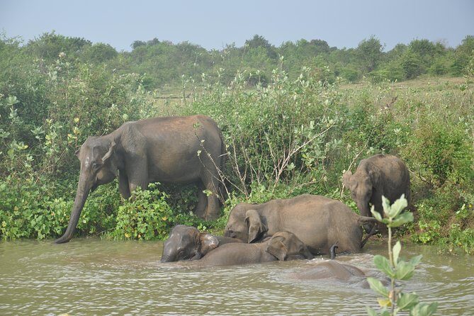 Udawalawe National Park Safari from Kalutara - The Sum Up