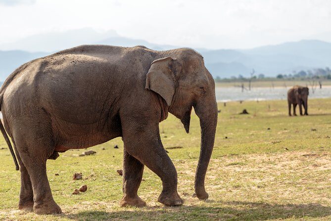 Udawalawe National Park Safari from Kalutara - FAQ