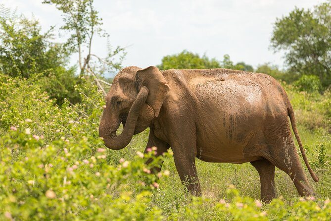 Udawalawe National Park Safari | From Mirissa | Galle | Weligama - FAQ