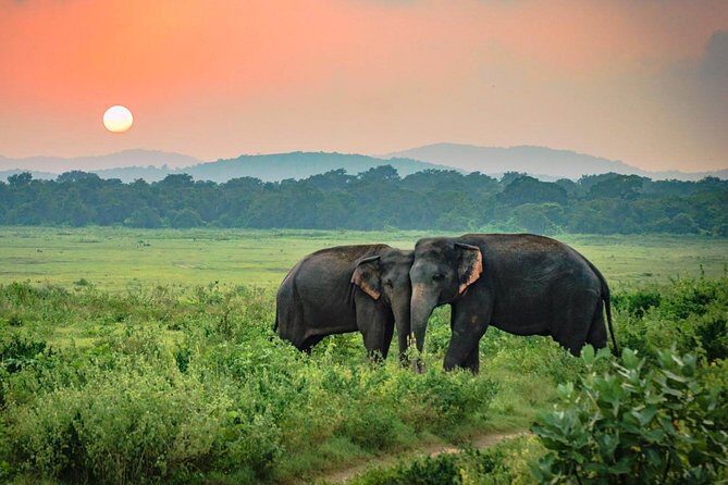 Udawalawe National Park Safari from Mount Lavinia - Whats Included and What’s Not