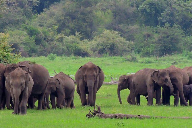 Udawalawe National Park Safari from Mount Lavinia - Who Will Love This Tour?