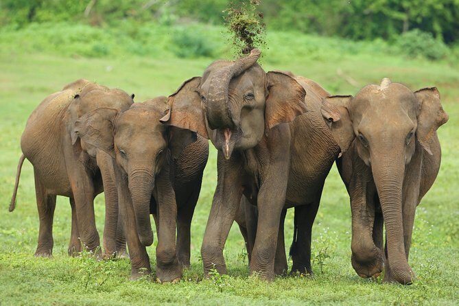 Udawalawe National Park Safari from Mount Lavinia - Final Thoughts