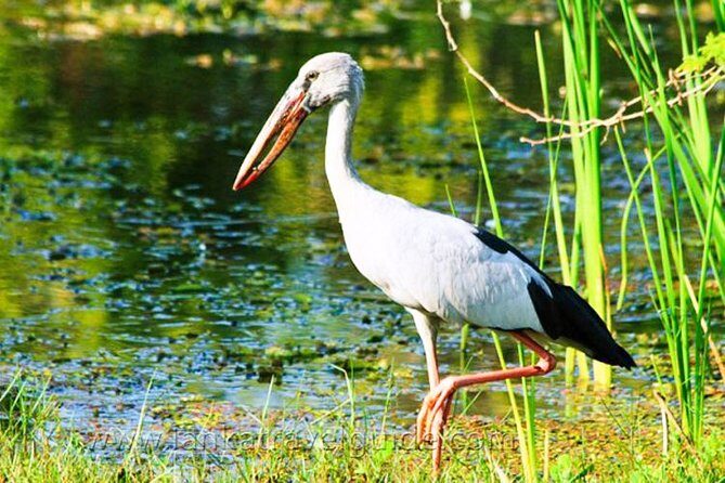 Udawalawe National Park Safari from Mount Lavinia - FAQ