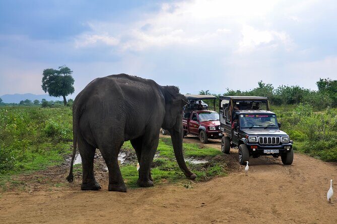 Udawalawe National Park Safari from Panadura - Key Points