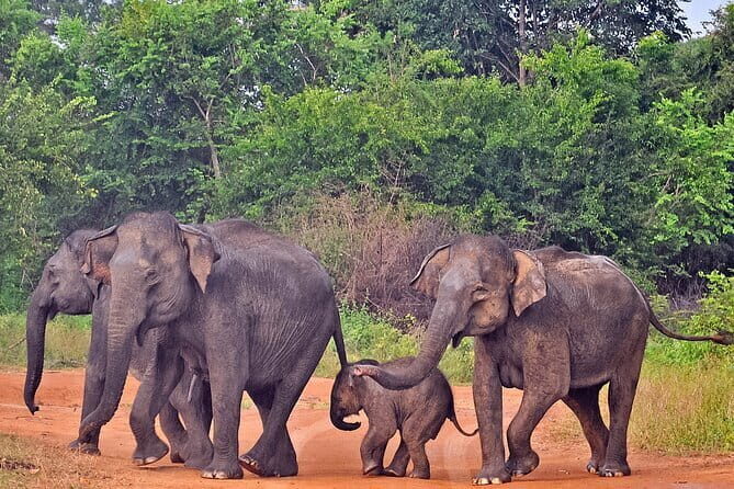 Udawalawe National Park Safari from Tangalle - Key Points
