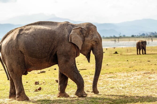 Udawalawe National Park Safari from Tangalle - The Value of the Experience