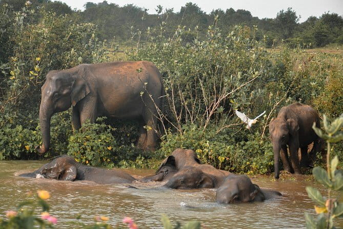 Udawalawe National Park Safari from Tangalle - The Sum Up
