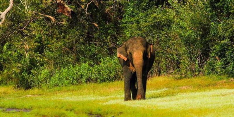 Udawalawe National Park Safari from Weligama - The Itinerary in Detail