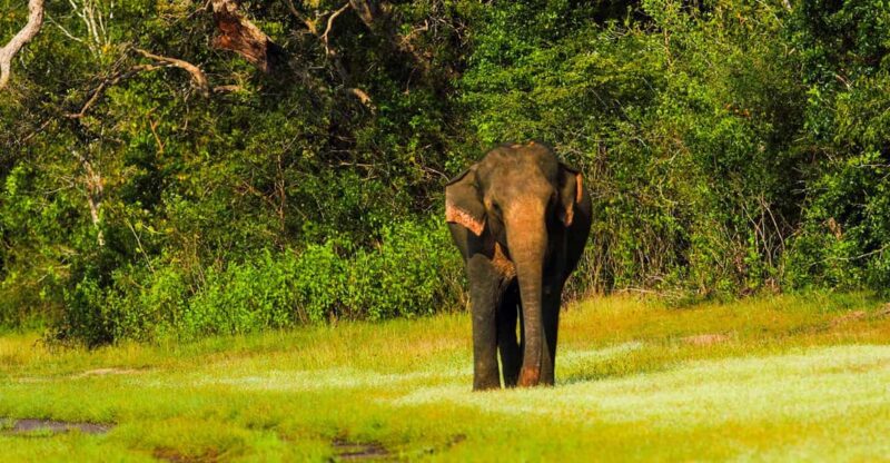Udawalawe National Park Safari from Weligama - The Experience Provider and Booking Flexibility