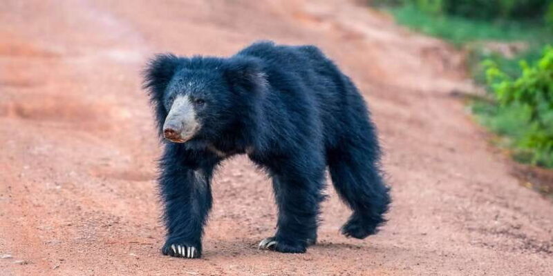 Udawalawe National Park Safari from Weligama - Final Thoughts: Is This the Right Safari for You?