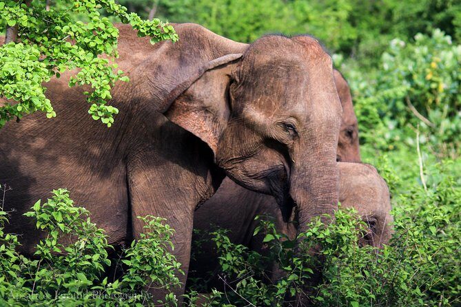 Udawalawe National Park Safari from Yala - Final Words