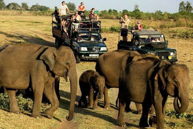 Udawalawe National Park Safari. Private full day tour from Bentota. - Key Points