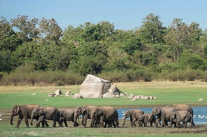 Udawalawe National Park Safari. Private full day tour from Bentota. - FAQs