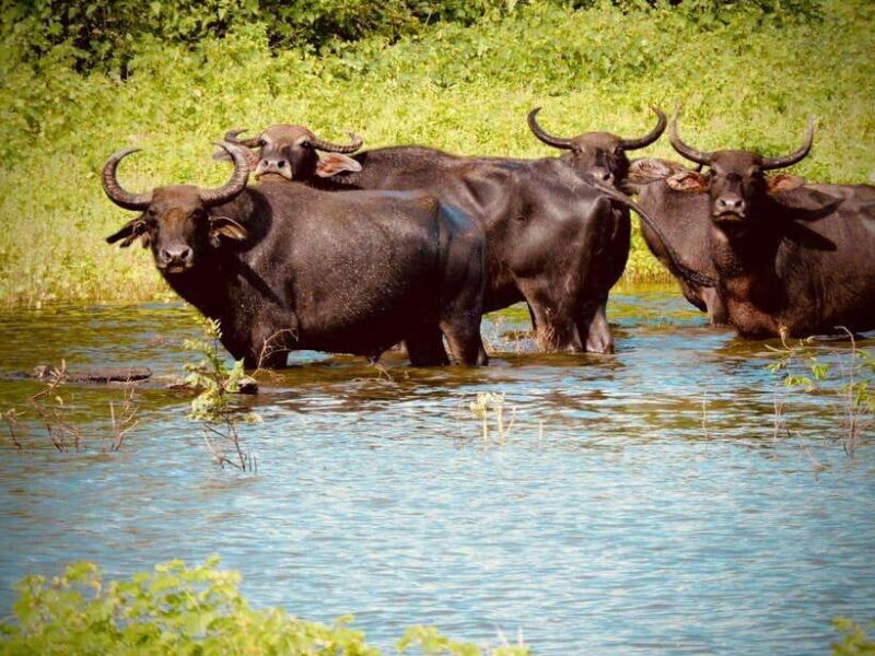 Udawalawe National Park Safari Tour - Authentic Feedback and Perspectives