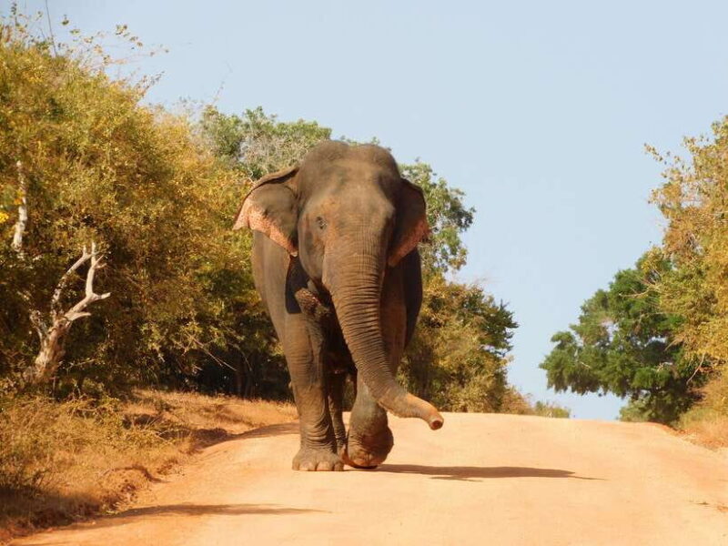 Udawalawe National Park Safari Tour from Tissamaharama/Yala - Key Points