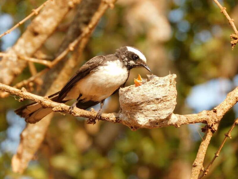 Udawalawe National Park Safari Tour from Tissamaharama/Yala - Final Thoughts