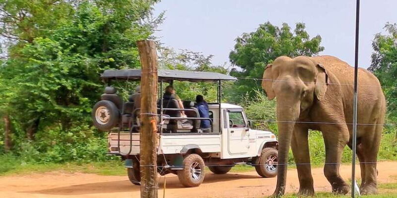 Udawalawe National Park Safari Tour - Key Points