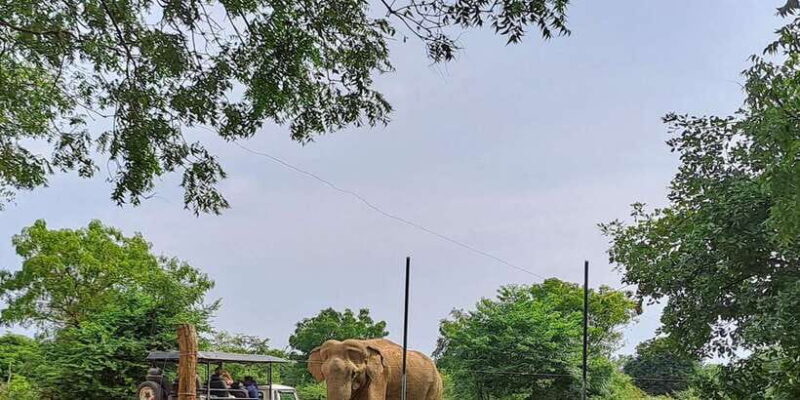 Udawalawe National Park Safari Tour - The Itinerary in Detail