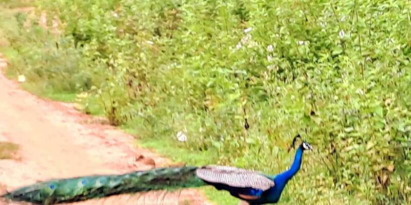 Udawalawe National Park Safari Tour - The Value of This Safari Experience