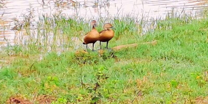 Udawalawe National Park Safari Tour - Who Should Consider This Tour?