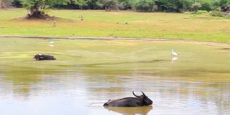 Udawalawe National Park Safari Tour - The Sum Up: Is It Worth It?