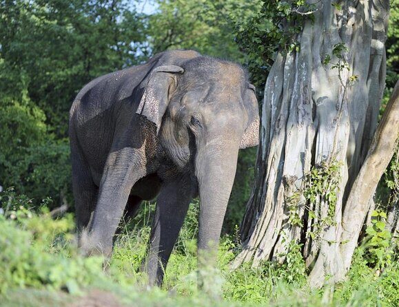 Udawalawe National Park Safari trip from Galle/Mirissa/Ella - Key Points
