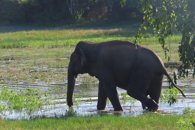 Udawalawe National Park Safari trip from Galle/Mirissa/Ella - Who Will Love This Tour?