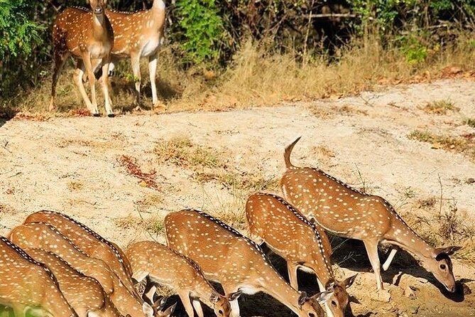 Udawalawe National Park Safari trip from Galle/Mirissa/Ella - FAQ