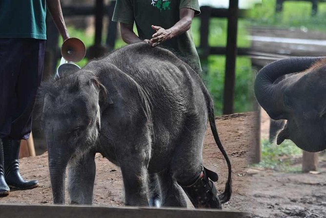 Udawalawe National Park Safari with Elephant Transit Home Visit - Who Will Love This Tour?