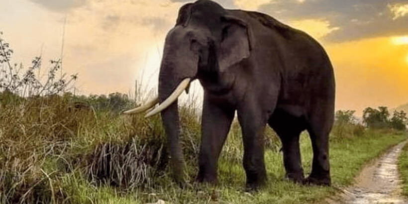 Udawalawe National Park: Safari with Experienced Driver - The Practicalities: What You Need to Know