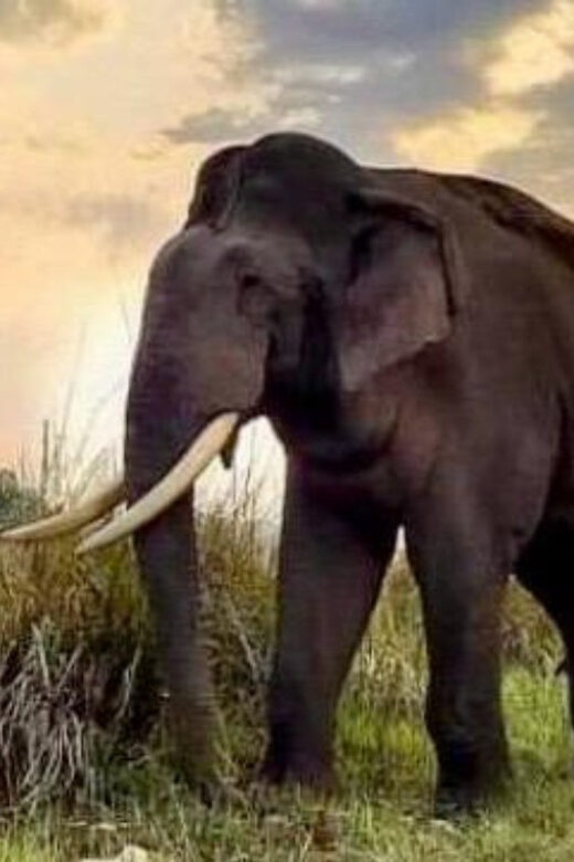 Udawalawe National Park: Safari with Experienced Driver - The Sum Up: Who Will Love This Safari?