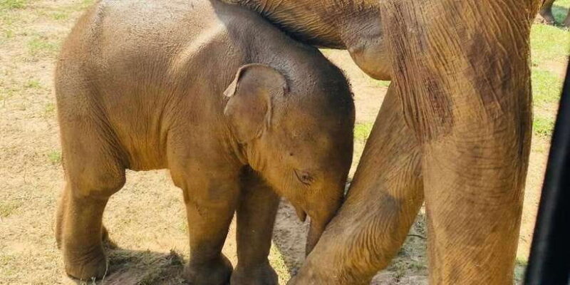 Udawalawe National Park: Safari with Experienced Driver - What’s Included & What’s Not