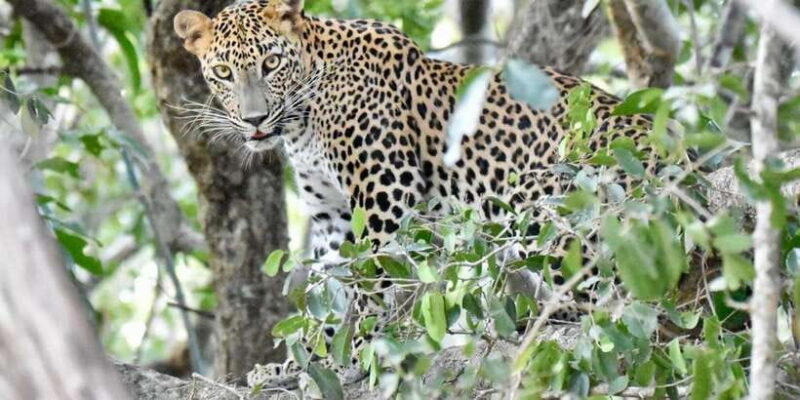 Udawalawe National Park: Safari with Experienced Driver - Real User Feedback & Authentic Experiences